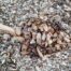 Mini Pine Bark Nuggets - Yard Works Landscape Supply