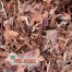 Mini Pine Bark Nuggets - Yard Works Landscape Supply